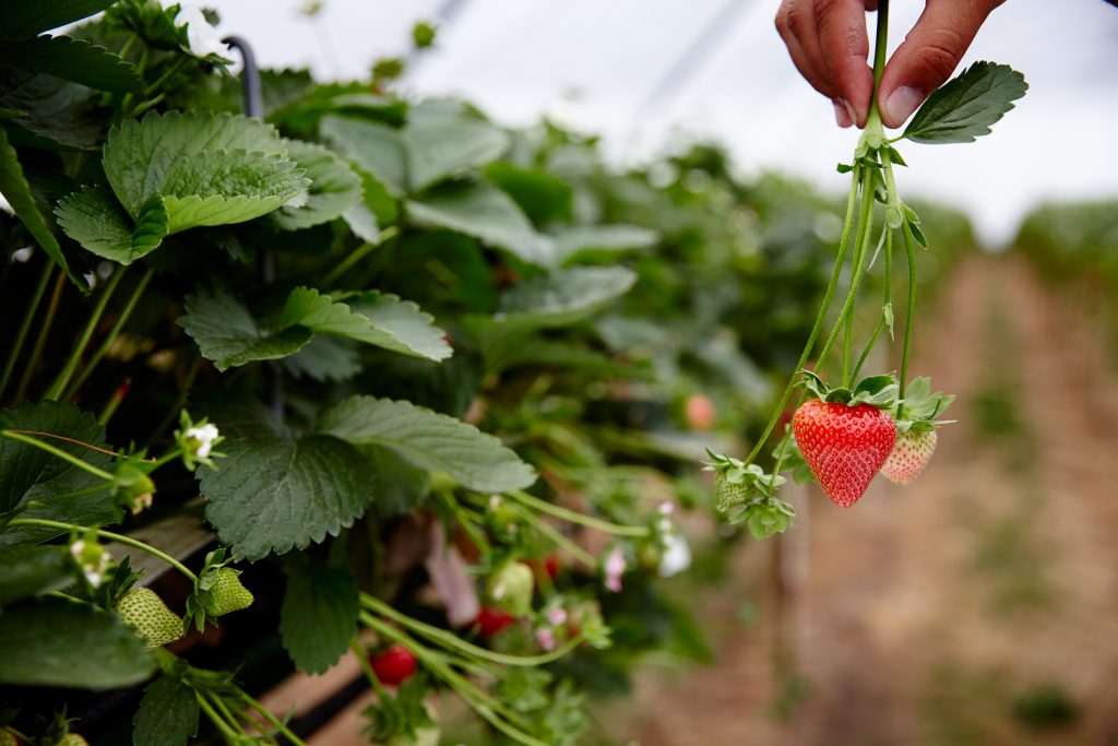 The Berry Best - Peach Pubs